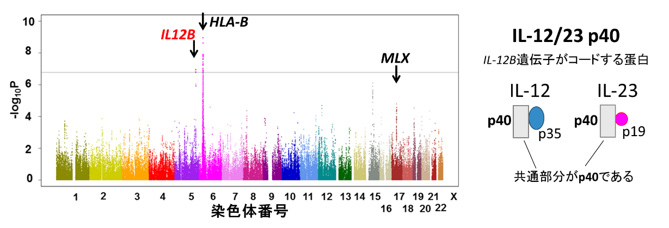 吉藤グループ研究紹介 – 京大病院免疫・膠原病内科
